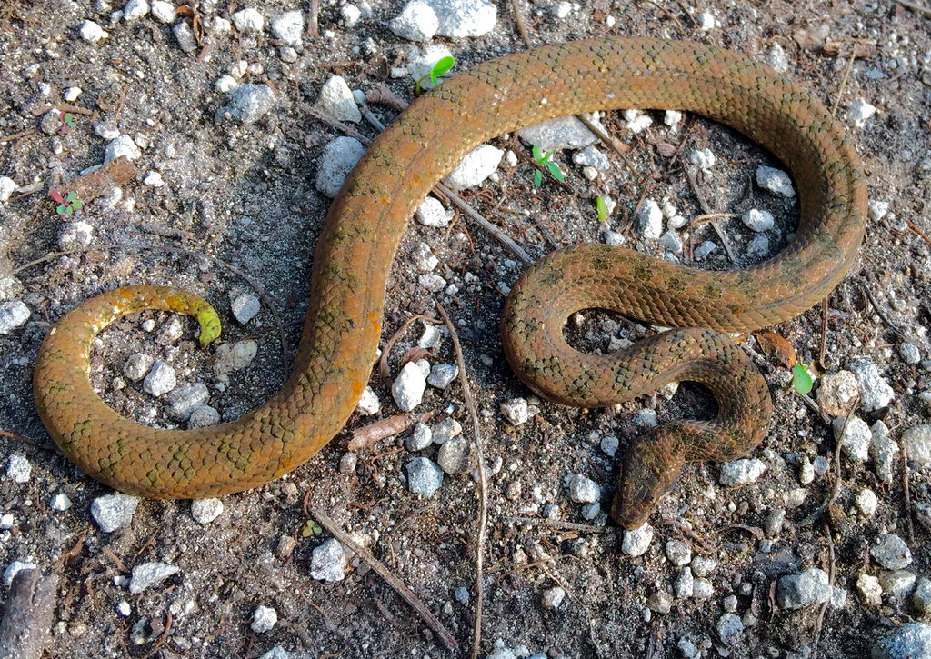Cayman Islands Dwarf Boa in November 2015 by Benjamin German, MD. Found ...