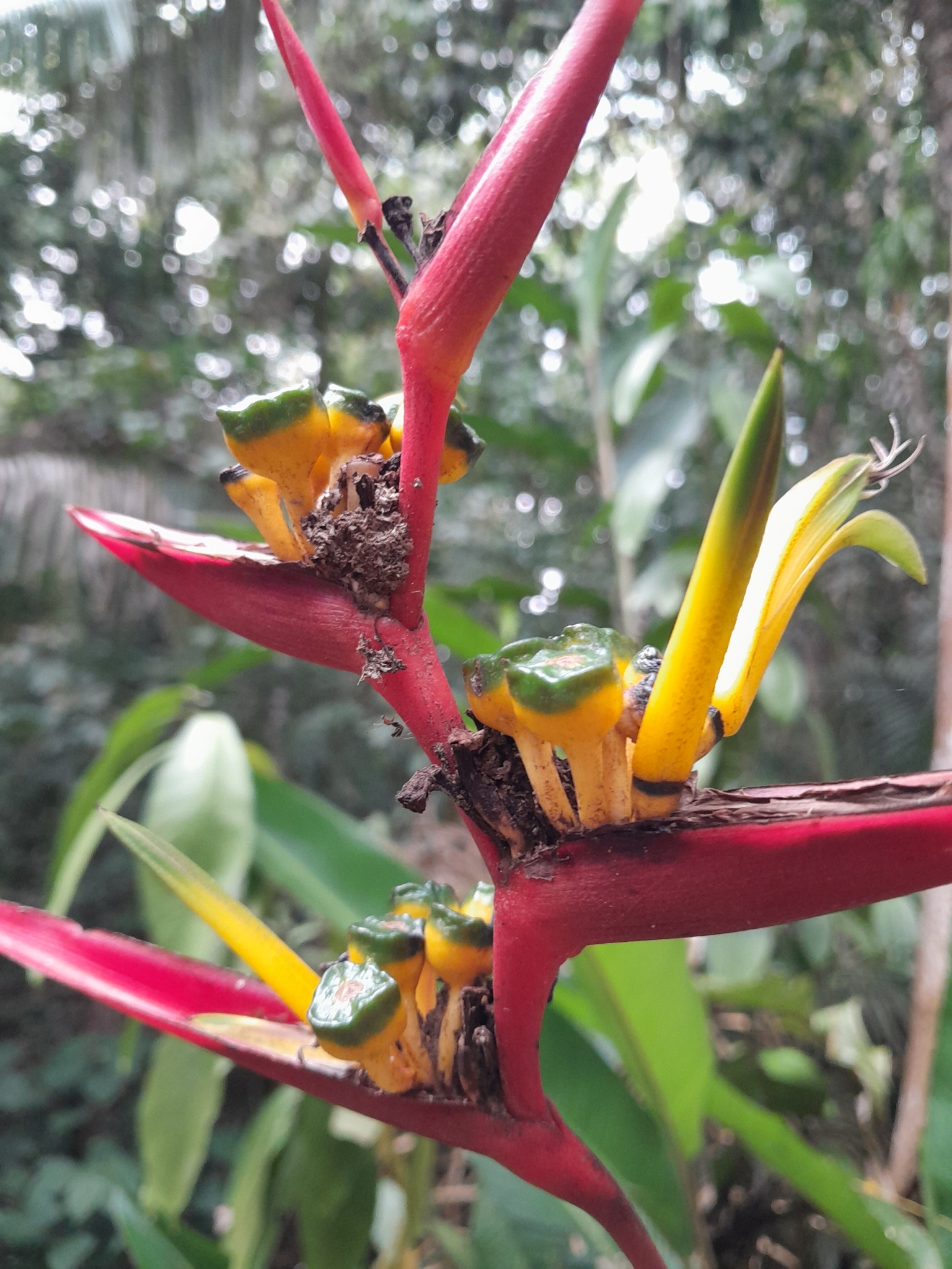 Heliconia vaginalis Benth.