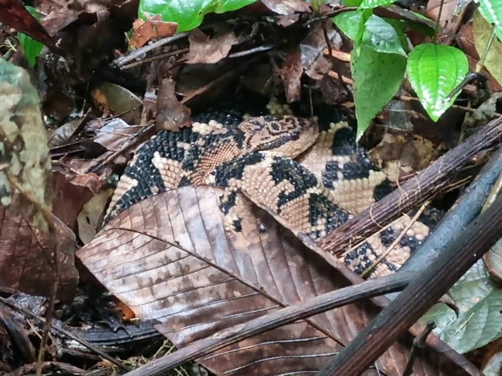 South American Bushmaster in May 2022 by Erika Berenguer · iNaturalist