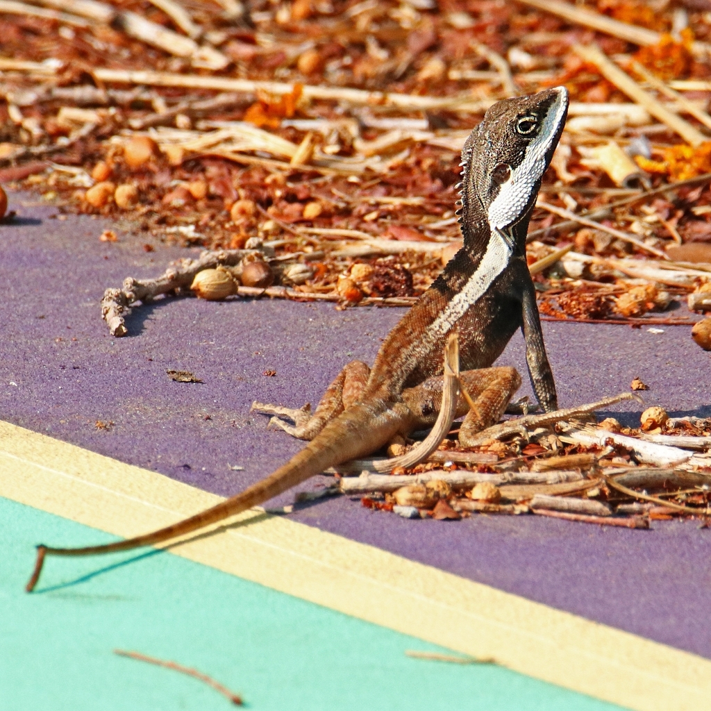 Northern Water Dragon in October 2018 by QuestaGame. Sighting and ...