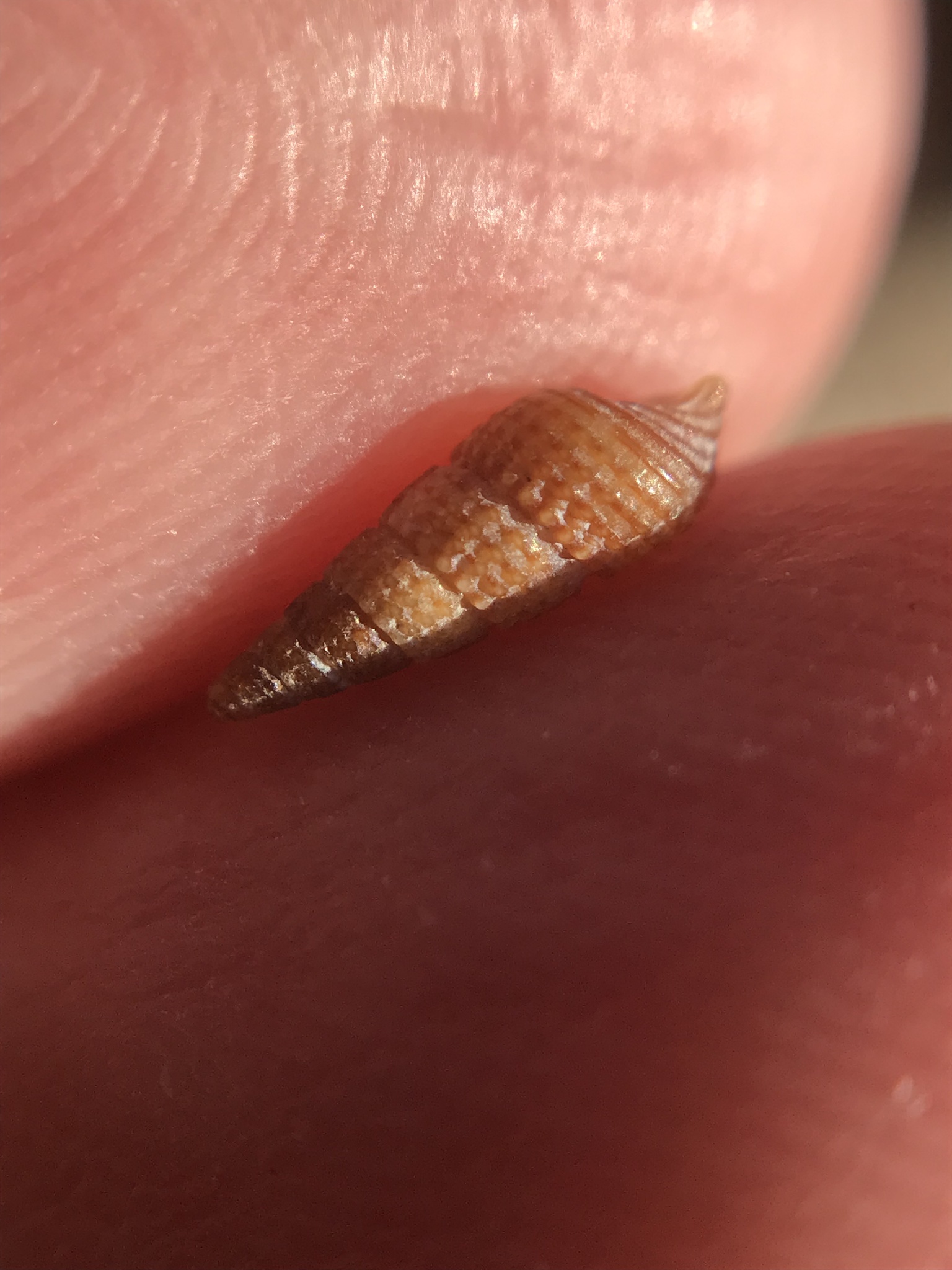 Bittium reticulatum (da Costa, 1778)