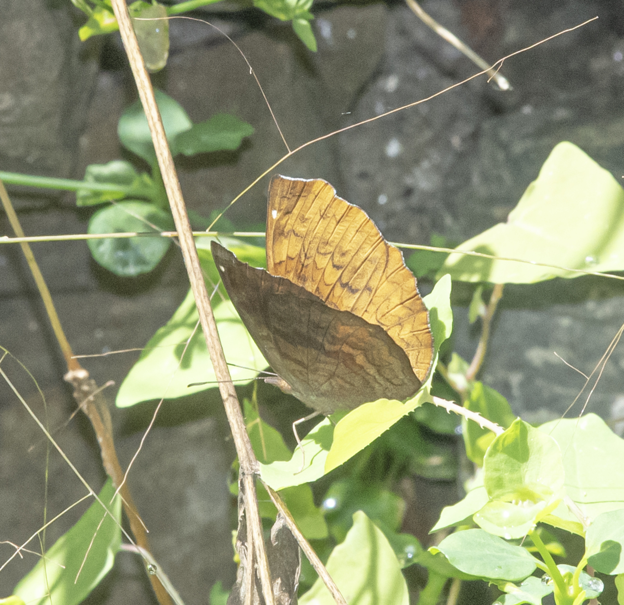 Ariadne merione (Cramer, 1779)