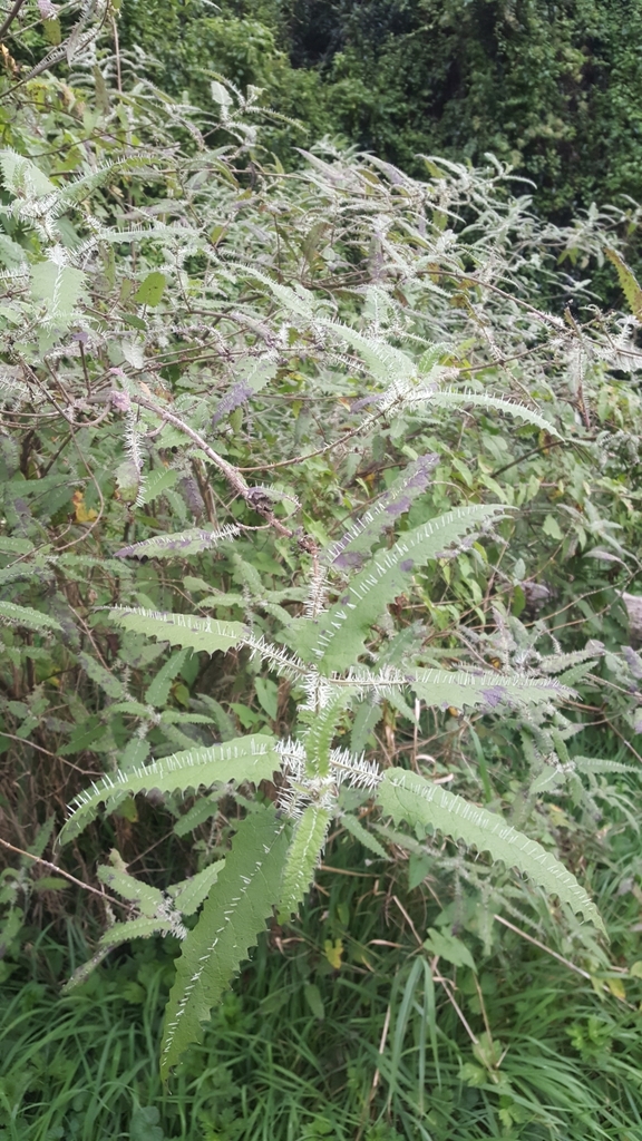 Tree Nettle from Papatawa, New Zealand on April 8, 2023 at 05:22 PM by ...