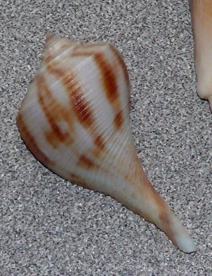 Pear Whelk (Marine Shells of Fort Pickens, Gulf Islands National ...