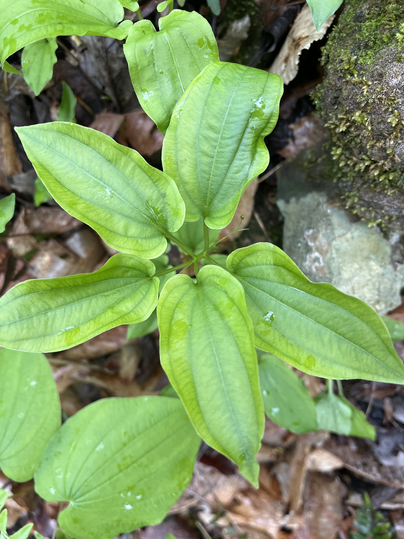 Croomia pauciflora (Nutt.) Torr.