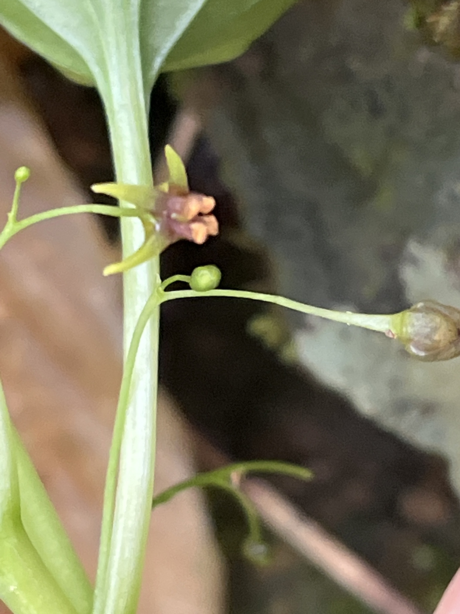 Croomia pauciflora (Nutt.) Torr.