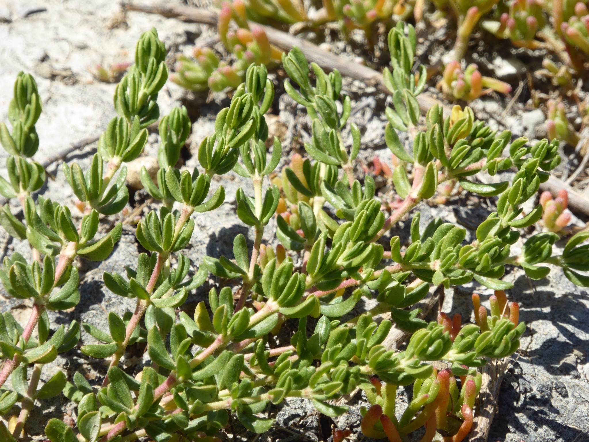 Frankenia salina I.M.Johnst.