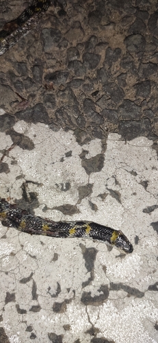 Subspecies Lycodon striatus bicolor · iNaturalist United Kingdom