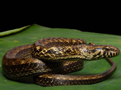(Mesotes) - Snakes and Lizards