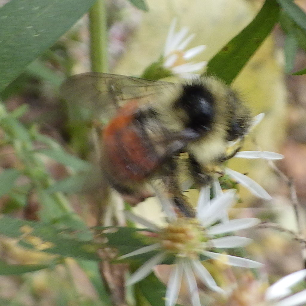 Tricolored Bumble Bee from Halifax Regional Municipality, NS, Canada on ...