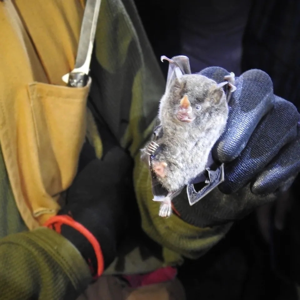 Seba's Short-tailed Bat from 73443 Pue., México on September 24, 2022 ...