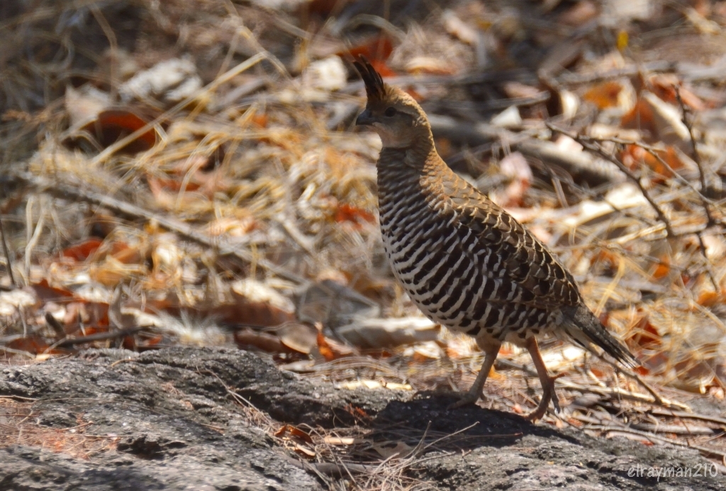 Banded Quail from La Huacana, Mich., México on March 28, 2023 at 11:02 ...