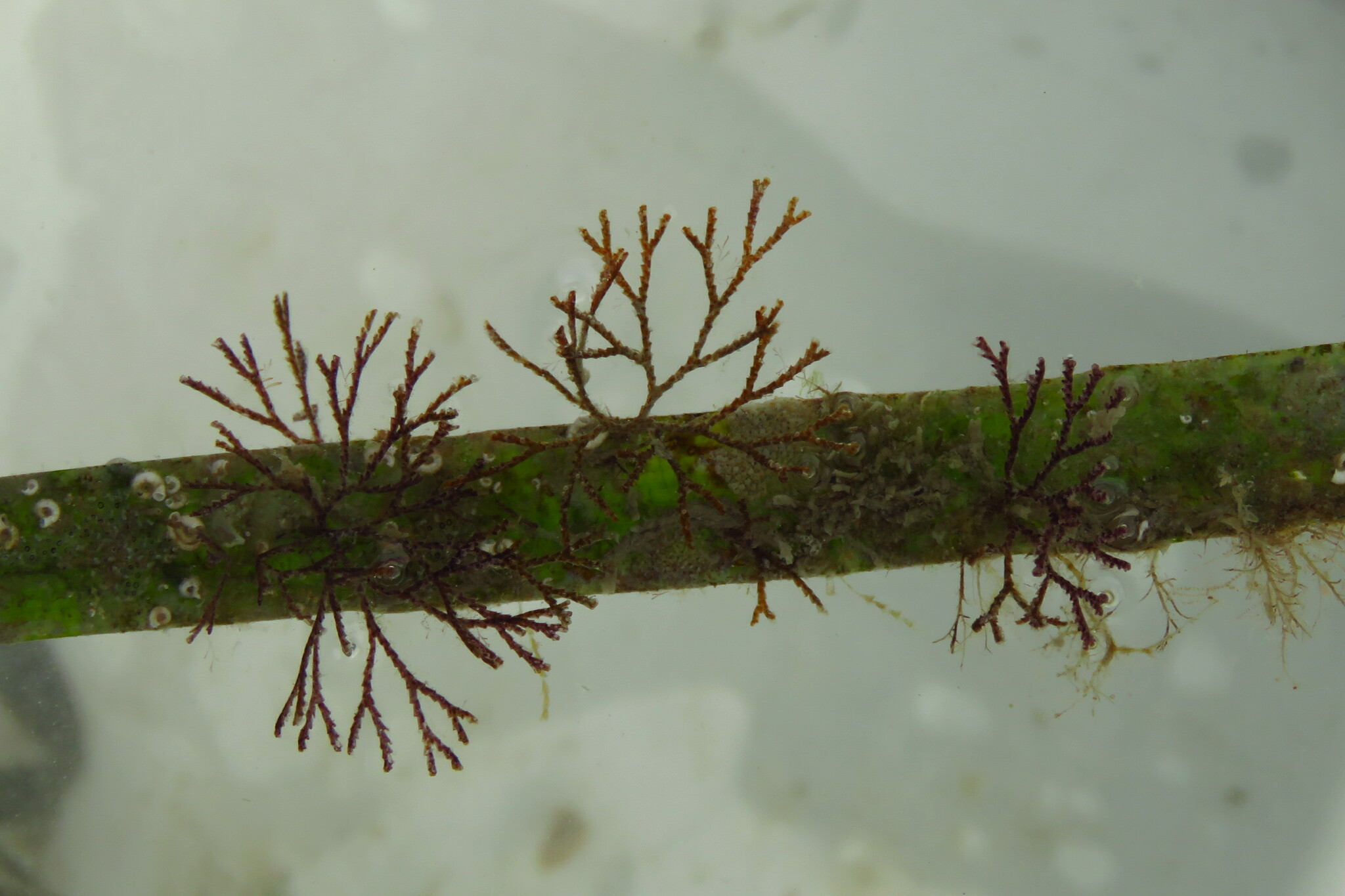 Bugula neritina (Linnaeus, 1758)