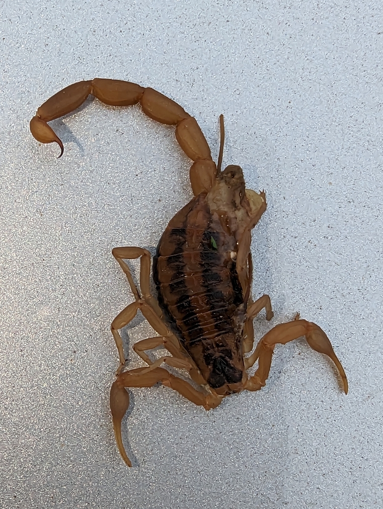 Striped Bark Scorpion from Florence, TX 76527, USA on April 08, 2023 at ...