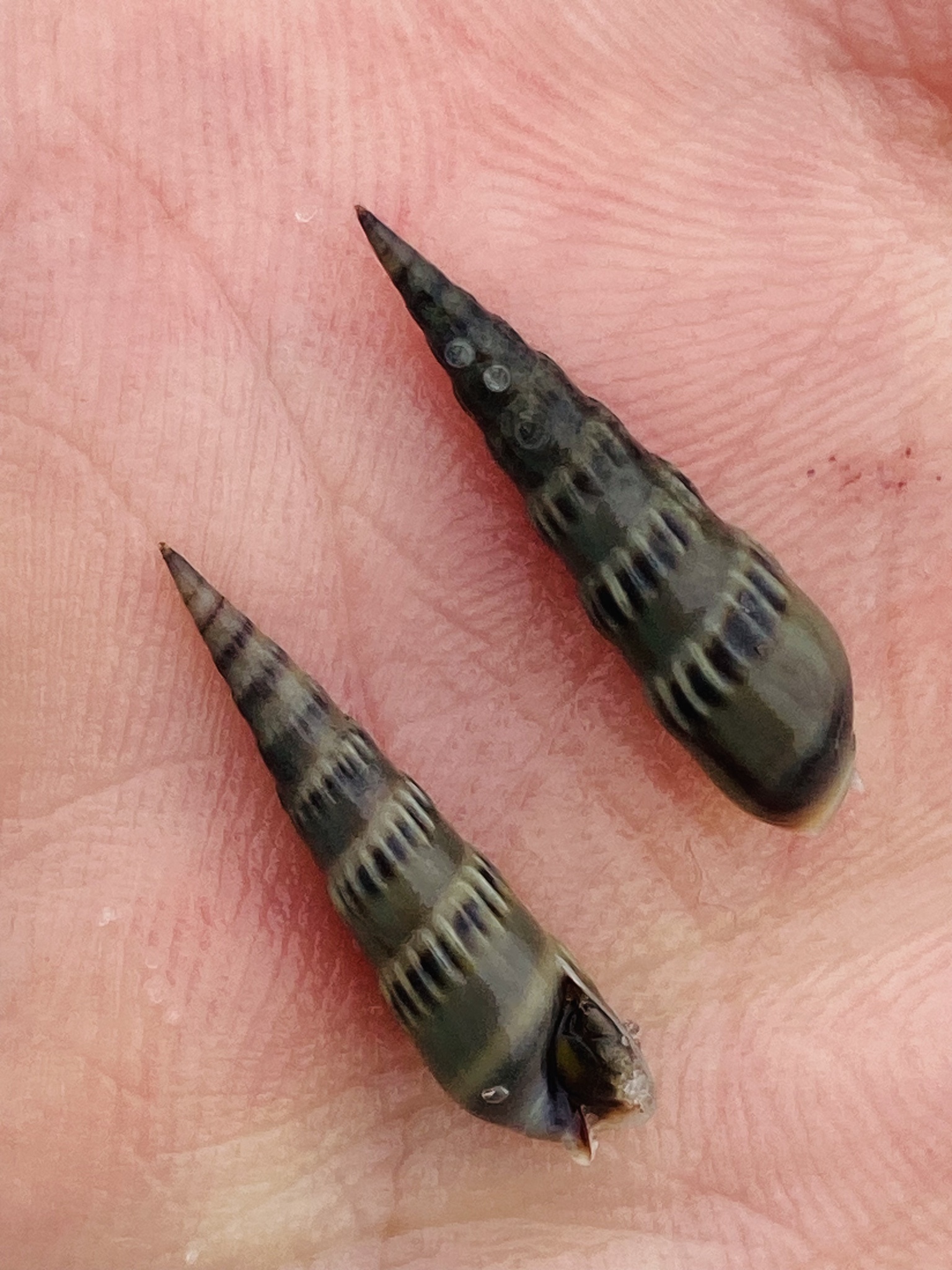 Hastula cinerea (Born, 1778)