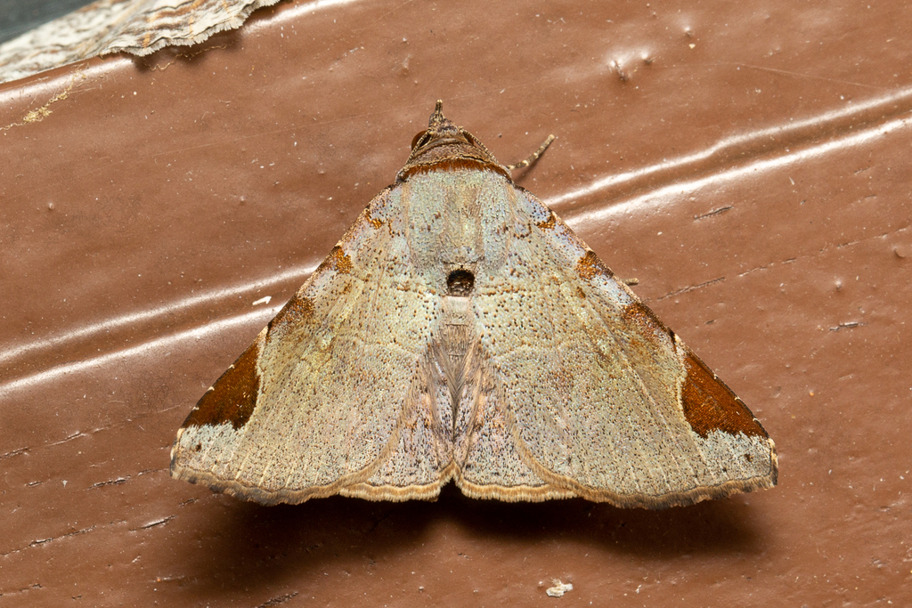 Dordura aliena from MCM Nature Discovery Villa (Stephen's Place ...
