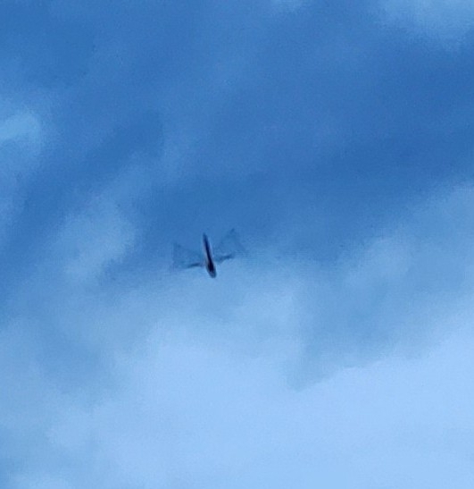 Epitheca princeps Hagen, 1861