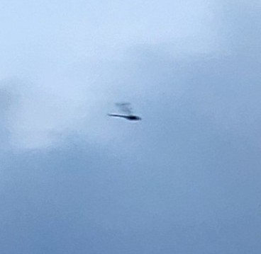 Epitheca princeps Hagen, 1861