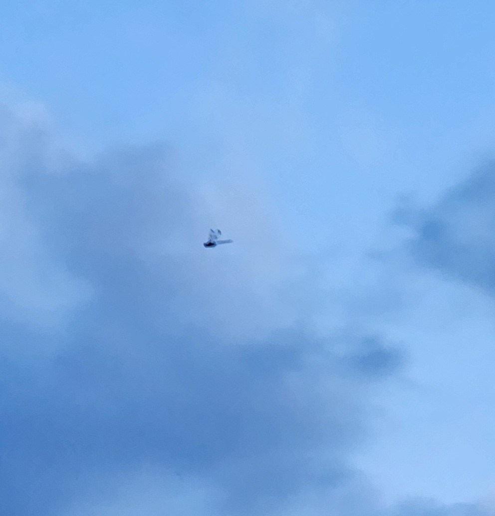 Epitheca princeps Hagen, 1861