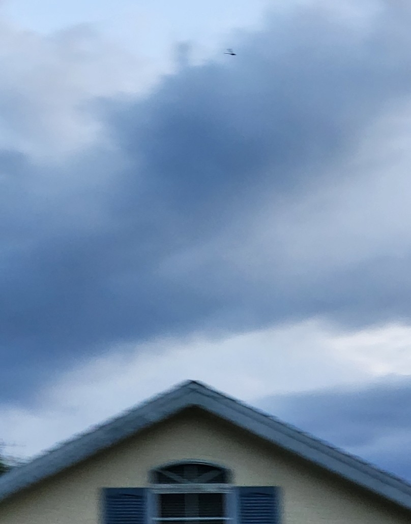 Epitheca princeps Hagen, 1861