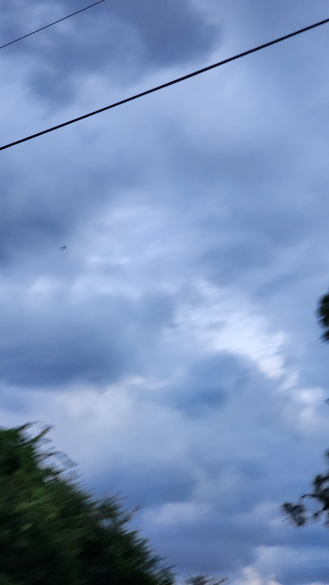 Epitheca princeps Hagen, 1861