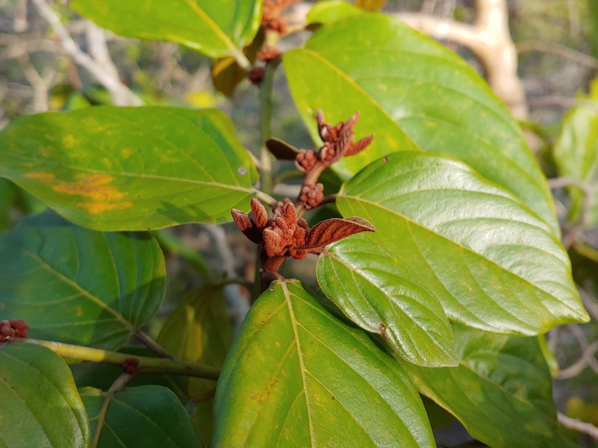 Colubrina arborescens (Mill.) Sarg.