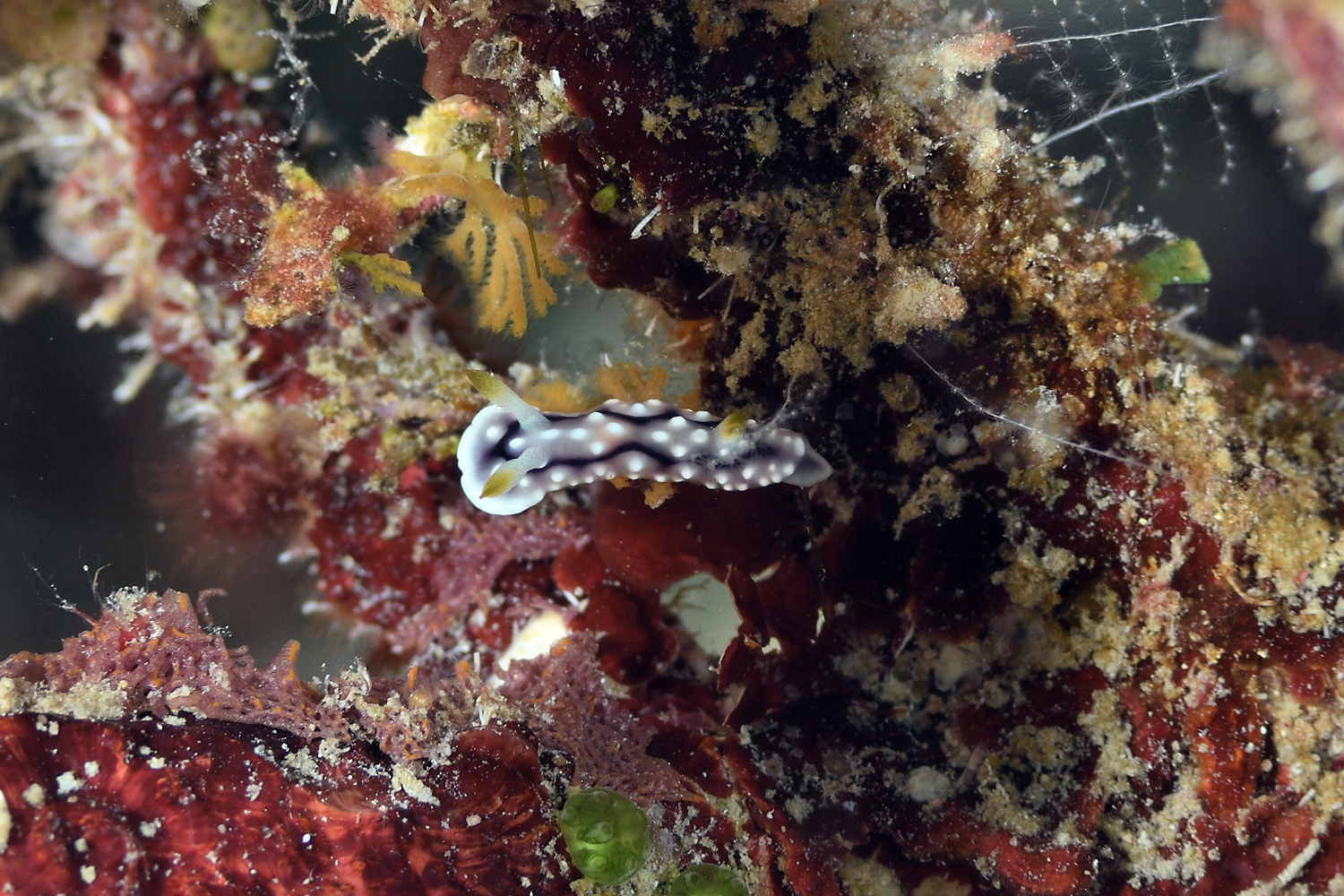 Goniobranchus geometricus (Risbec, 1928)