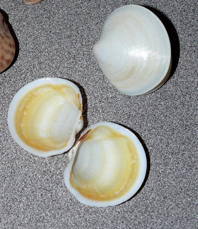 Buttercup Lucine (Marine Shells of Fort Pickens, Gulf Islands National ...