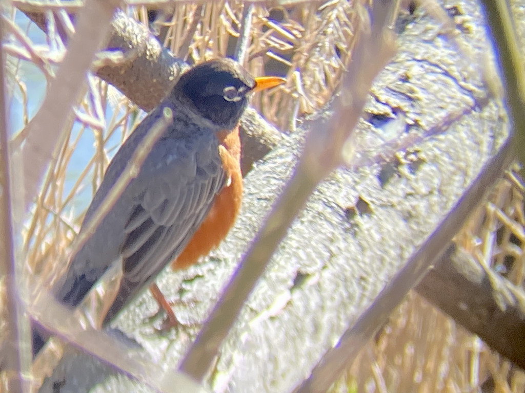 American Robin from Intervale Center, Burlington, VT on April 08, 2023 ...