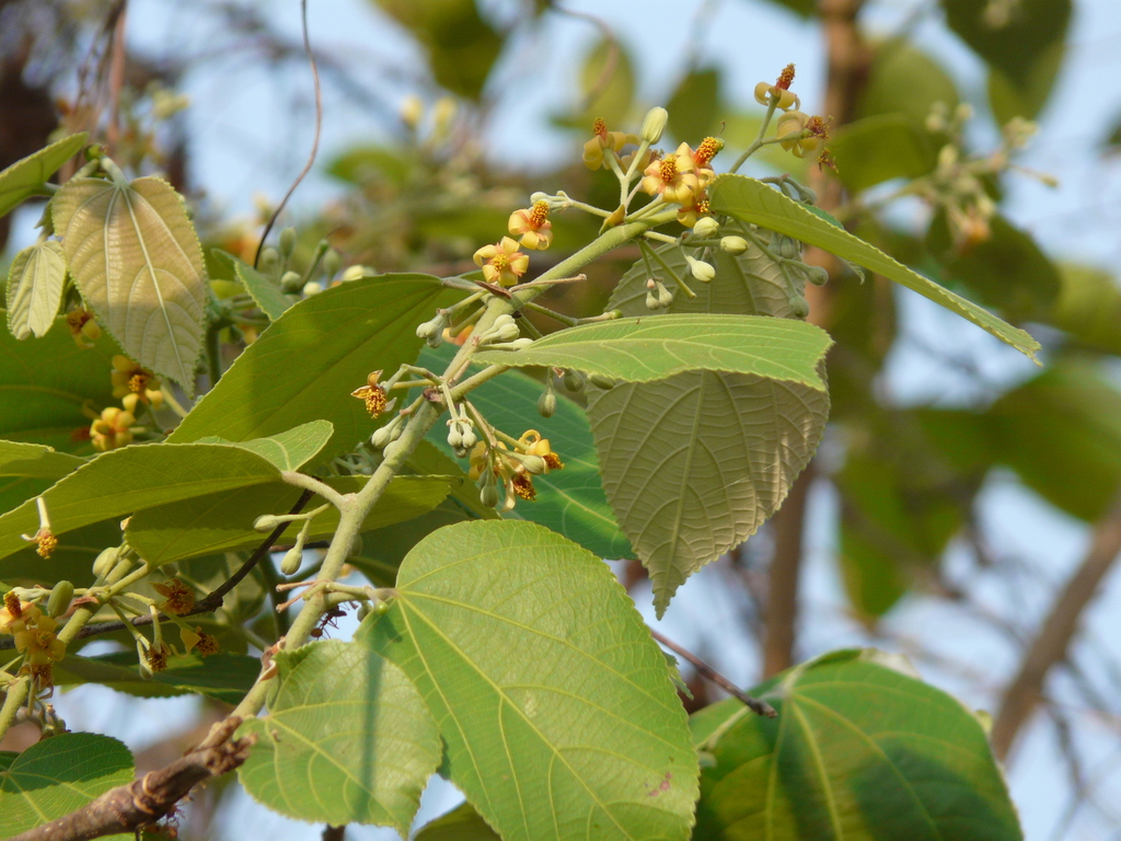 Dhaman (Grewia tiliifolia) - Botanical Realm