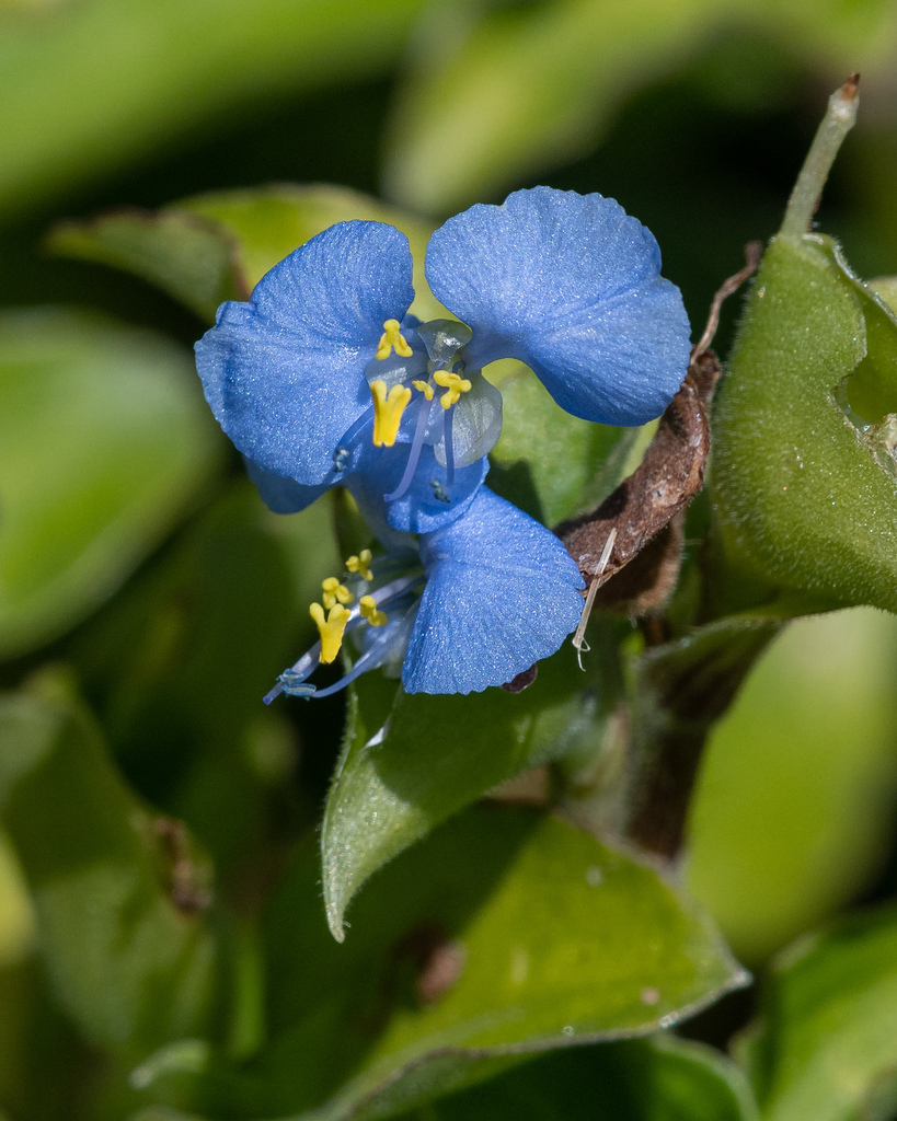 tropical spiderwort (Commelina benghalensis) - Botanical Realm