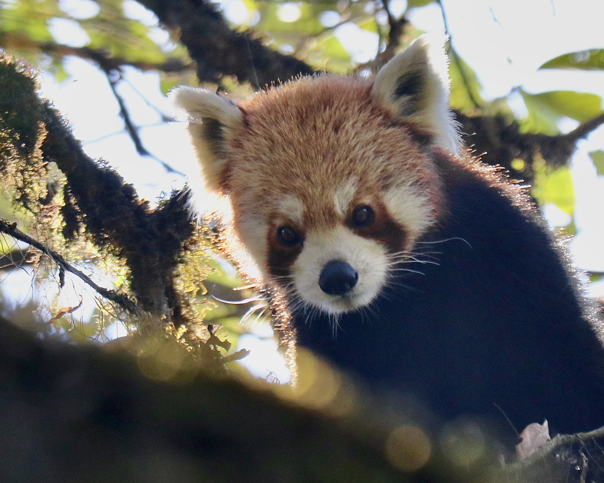 Ailurus fulgens F.G.Cuvier, 1825