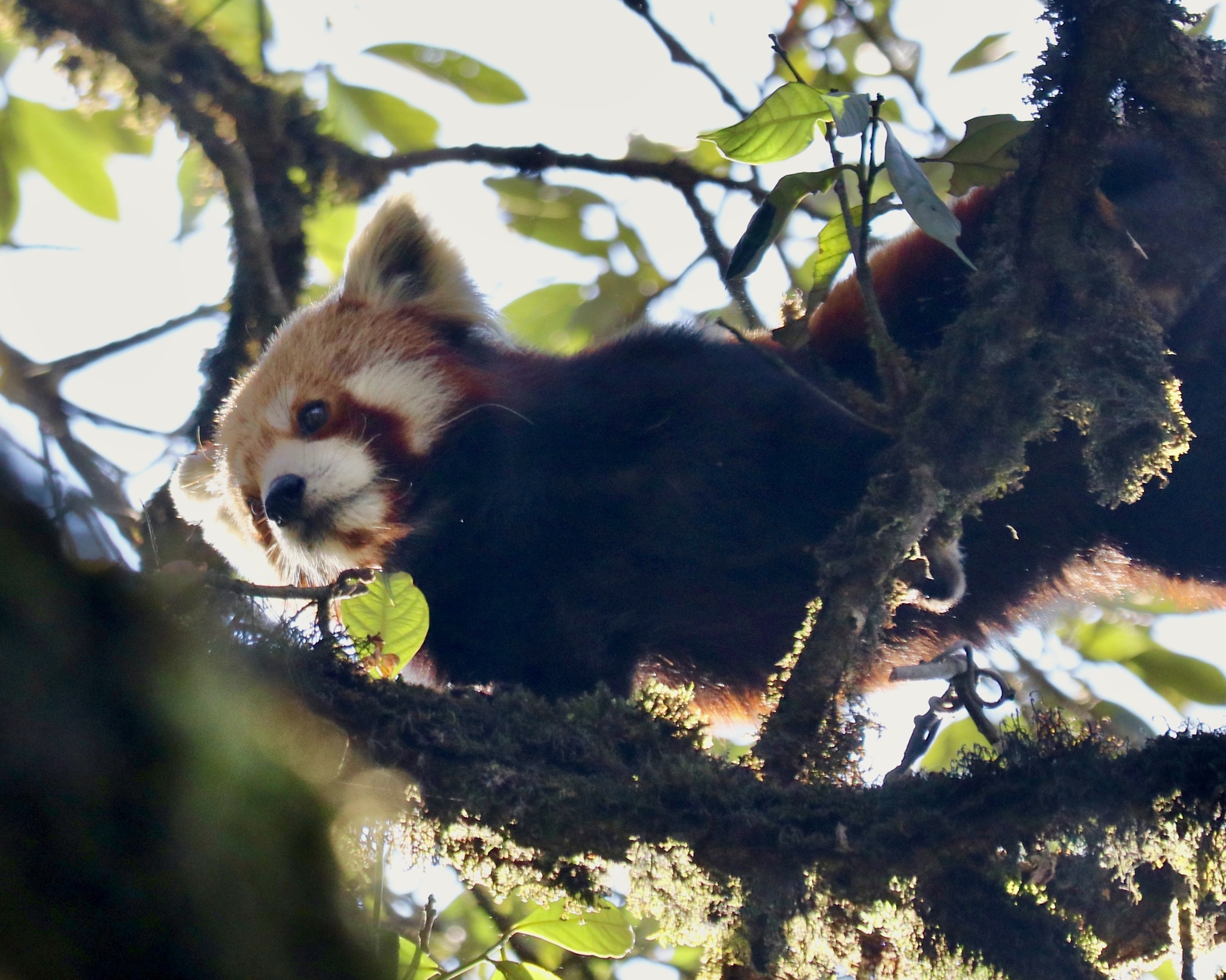 Ailurus fulgens F.G.Cuvier, 1825