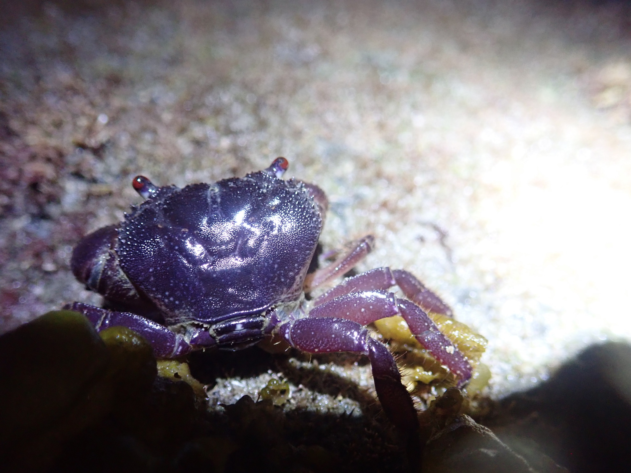 Eriphia ferox Koh & Pkl Ng, 2008