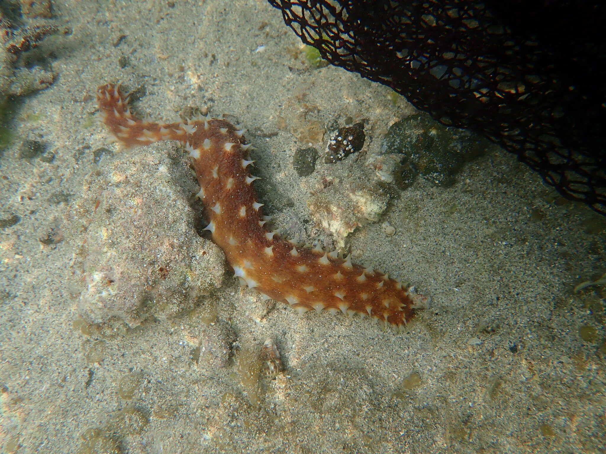 Holothuria hilla Lesson, 1830