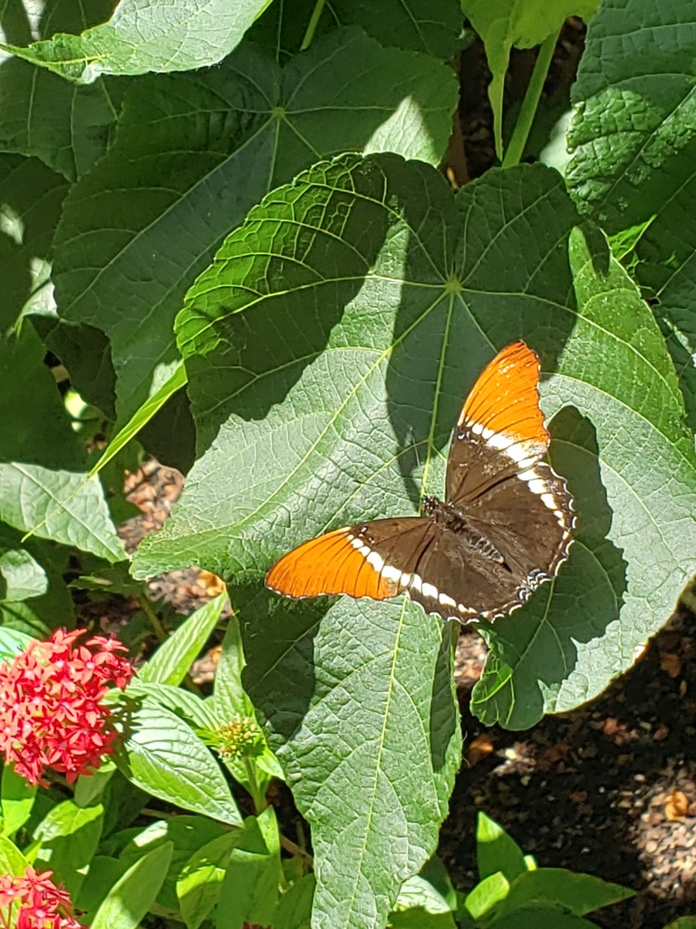 Rusty-tipped Page from Coral Gables, FL, USA on March 21, 2023 at 12:27 ...
