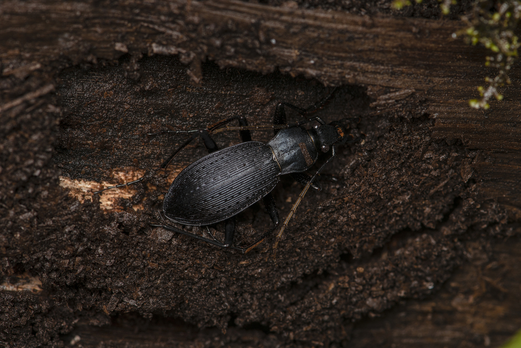 Carabus adolescens from 中国湖北省恩施土家族苗族自治州 on April 6, 2023 at 10:57 AM by ...