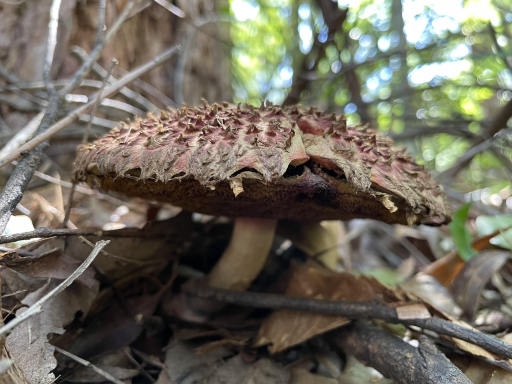 Boletellus deceptivus from D’Aguilar National Park, Dundas, QLD, AU on ...