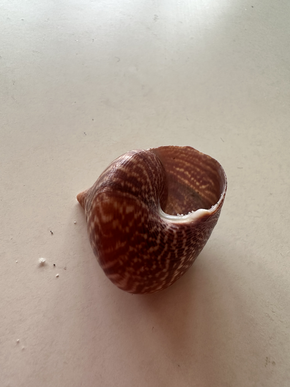 Maurea tigris (Gmelin, 1791)