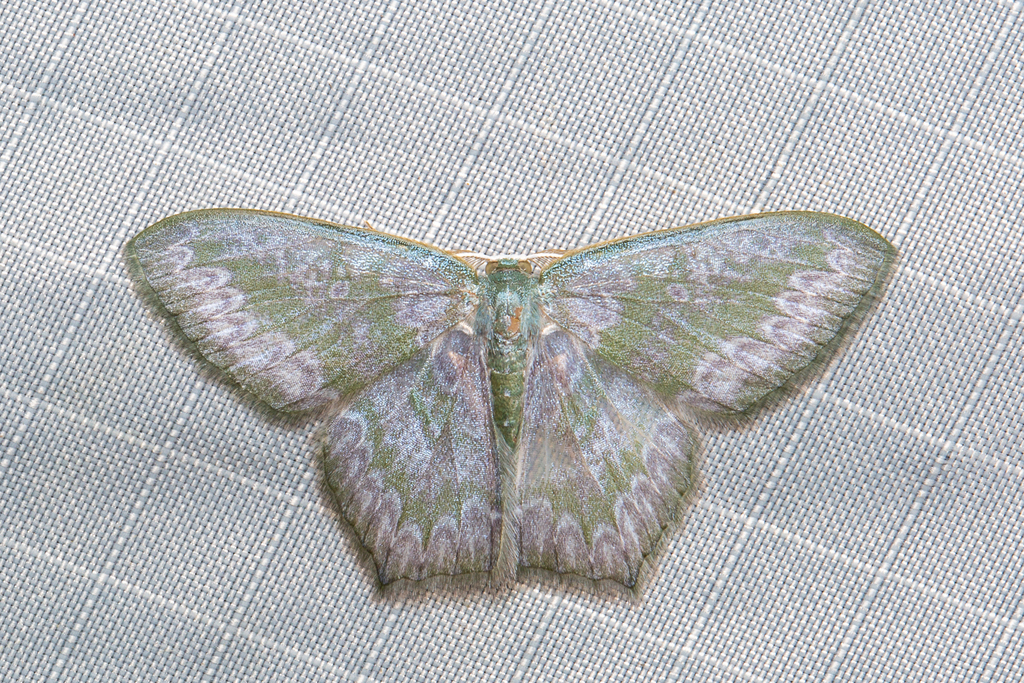 Maxates from MCM Nature Discovery Villa (Stephen's Place), Fraser's ...