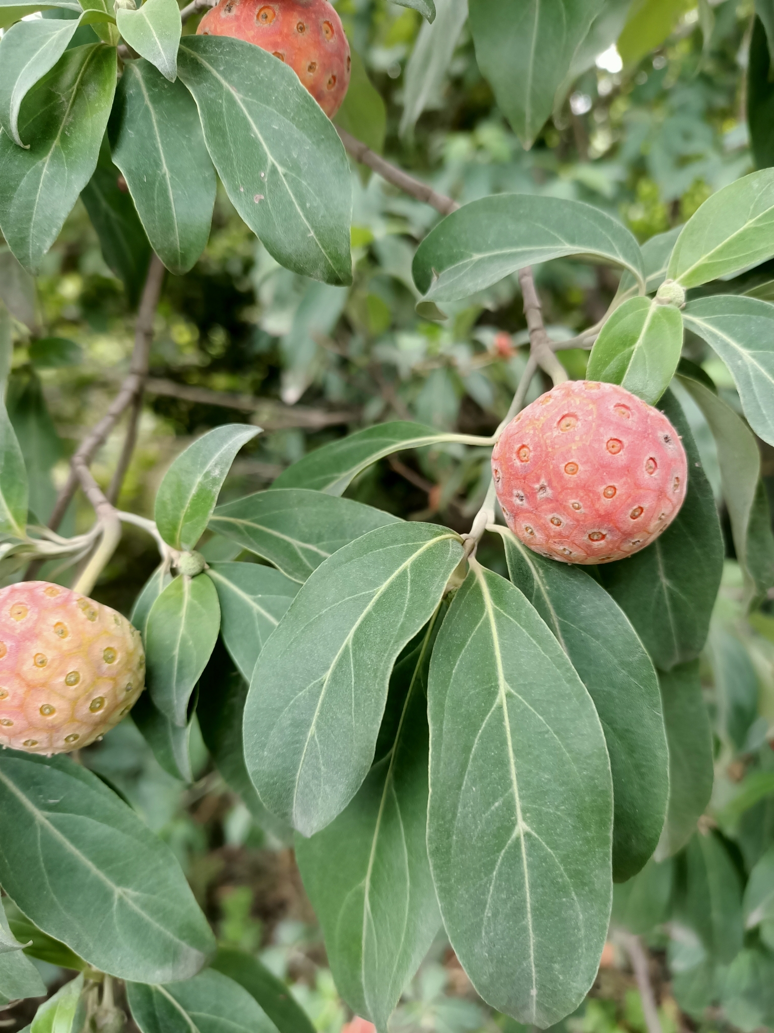 Cornus capitata Wall.