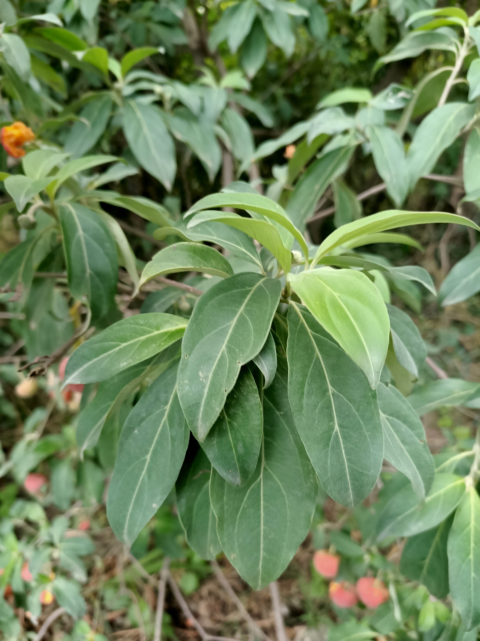 Cornus capitata Wall.
