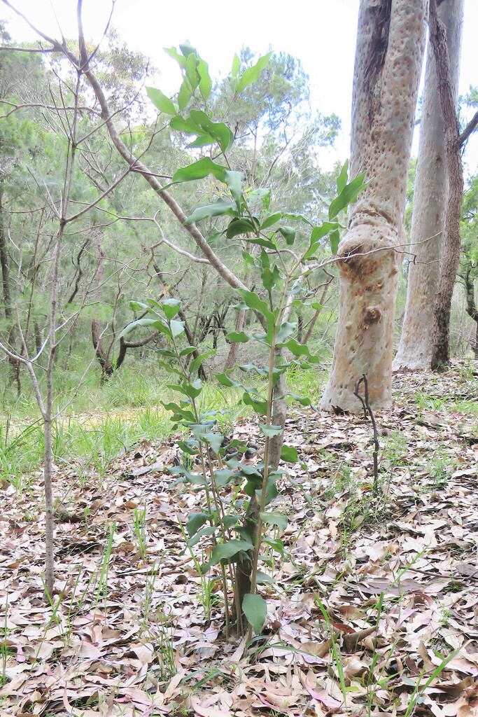 Notelaea longifolia from Wallaga Lake NSW 2546, Australia on November ...