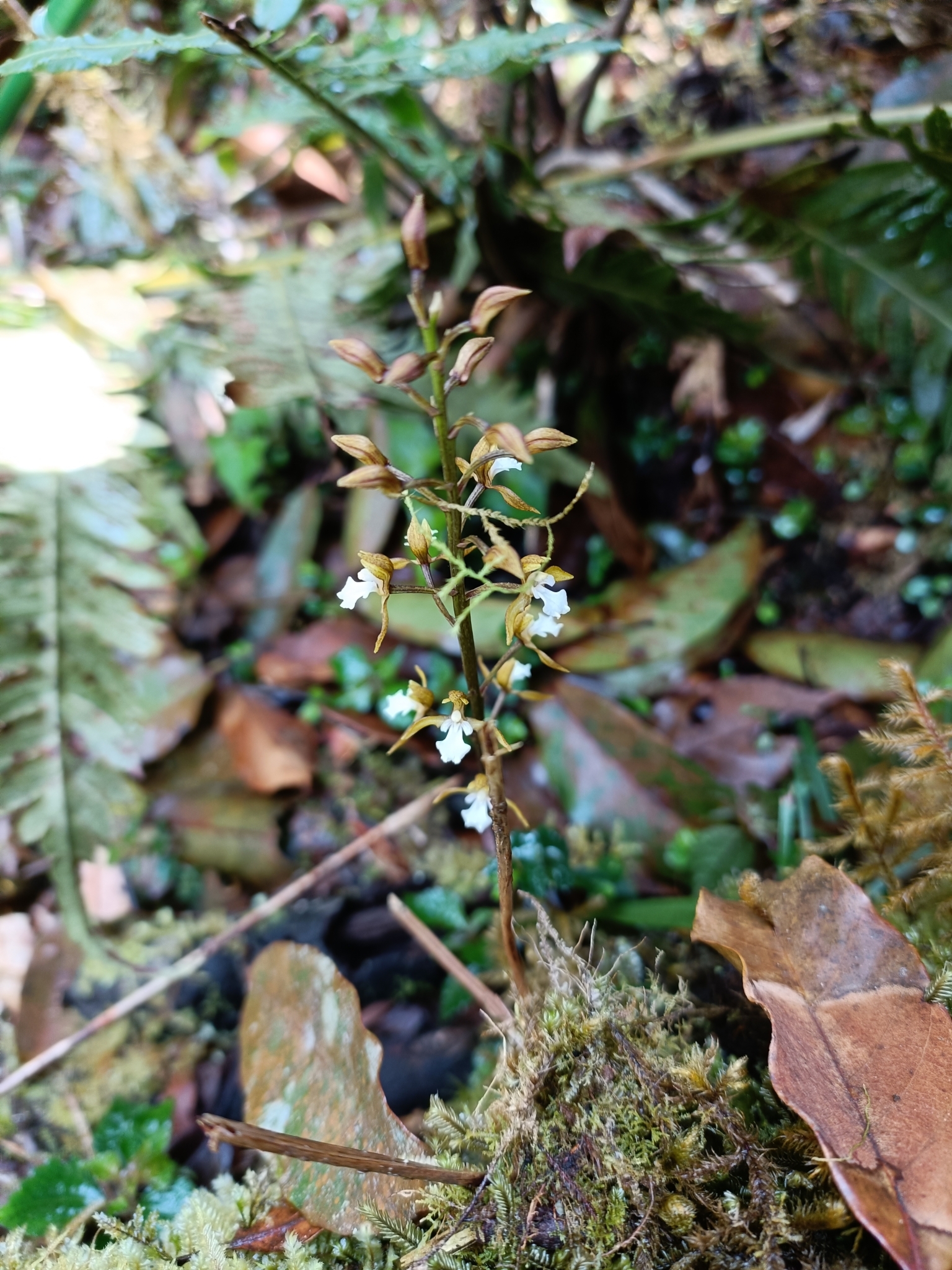 Oreorchis Lindl.