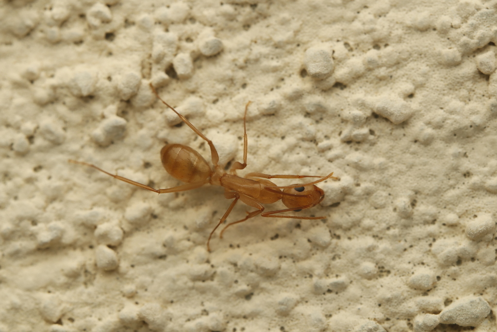 Camponotus fragilis from La Paz, BCS, Mexico on April 8, 2023 at 08:47 ...