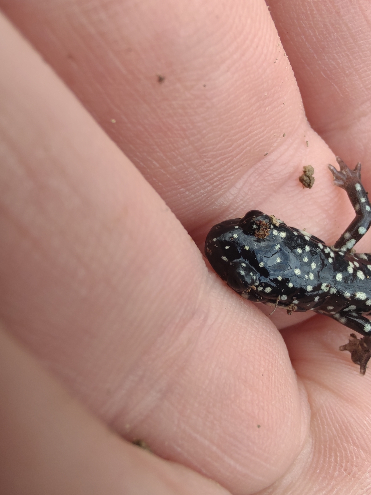 Plethodon kentucki Mittleman, 1951