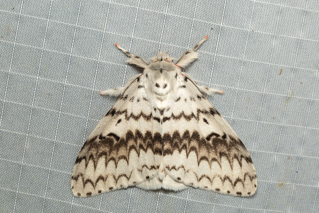 Lymantria brotea from MCM Nature Discovery Villa (Stephen's Place ...