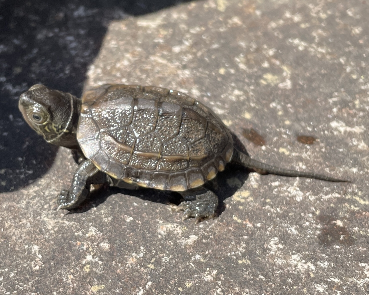 Mauremys reevesii (Gray, 1831)