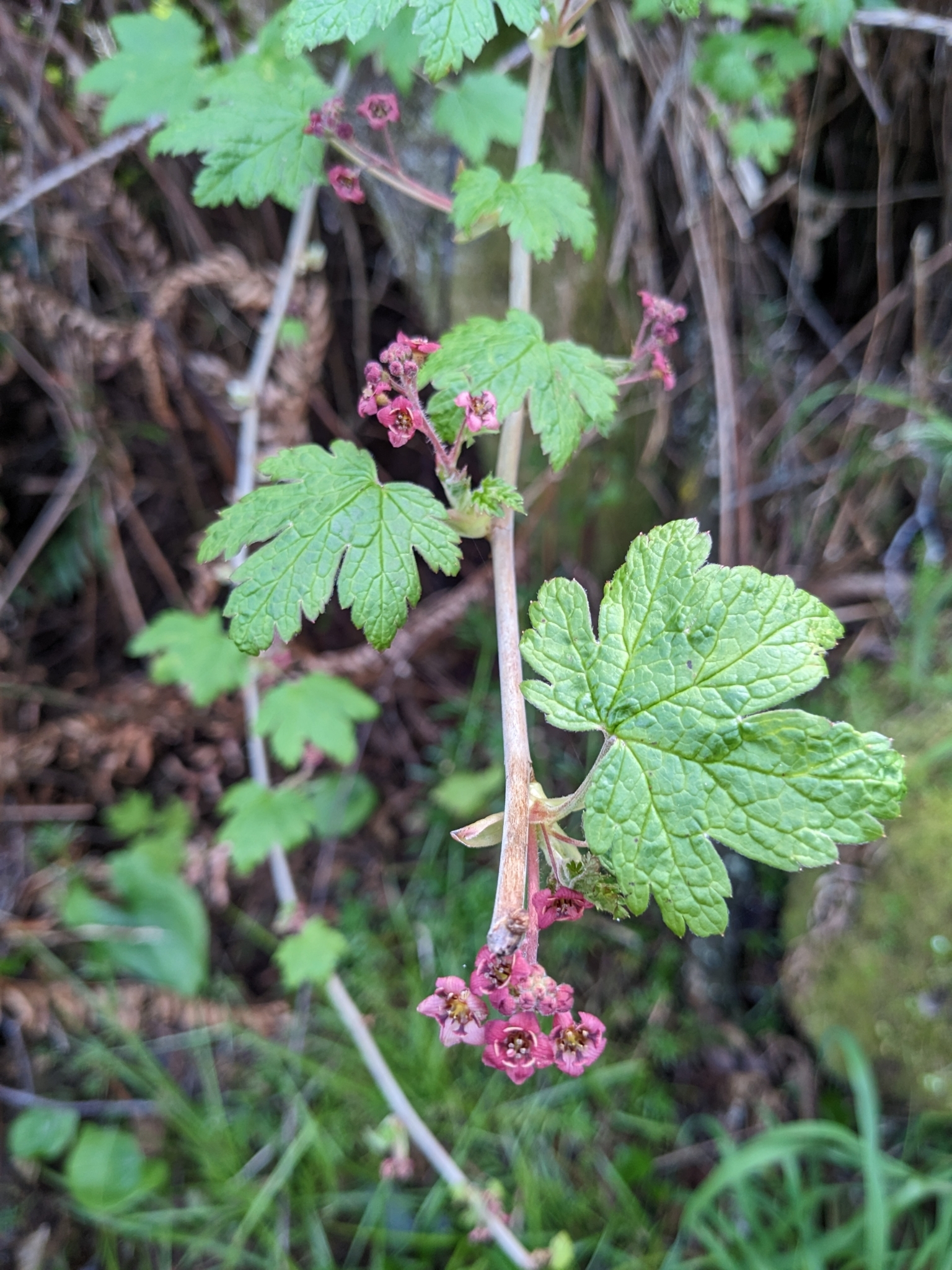 Ribes laxiflorum Pursh