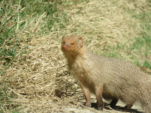 Desert Grey Mongoose (Subspecies Urva edwardsii ferrugineus ...